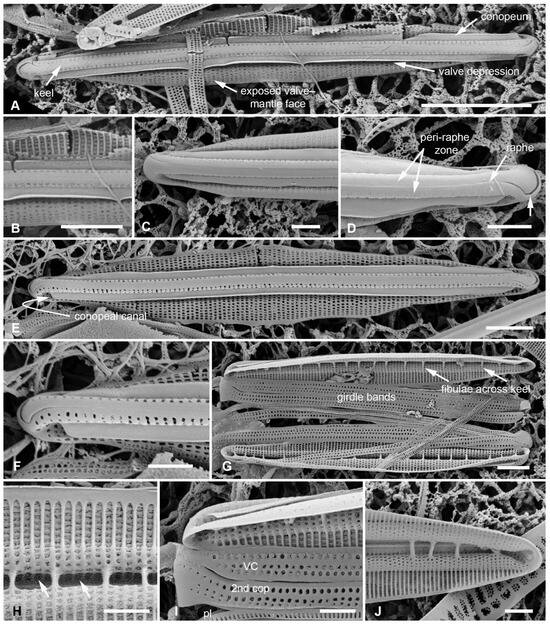 The Search for Species Flocks in Marine Benthic Homoeocladia spp ...