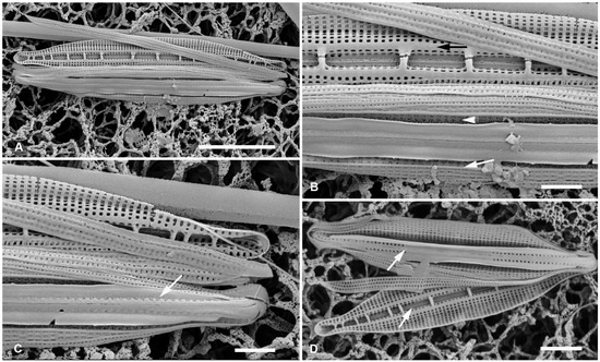 The Search for Species Flocks in Marine Benthic Homoeocladia spp ...