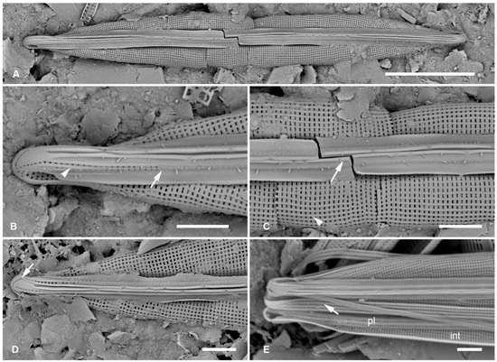 The Search for Species Flocks in Marine Benthic Homoeocladia spp ...
