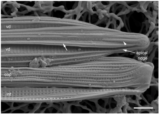 The Search for Species Flocks in Marine Benthic Homoeocladia spp ...