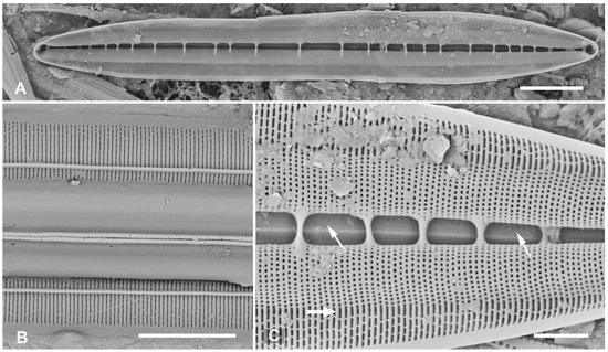 The Search for Species Flocks in Marine Benthic Homoeocladia spp ...
