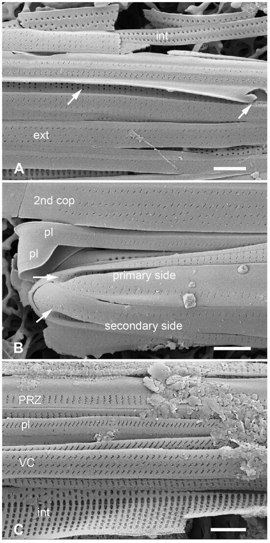The Search for Species Flocks in Marine Benthic Homoeocladia spp ...