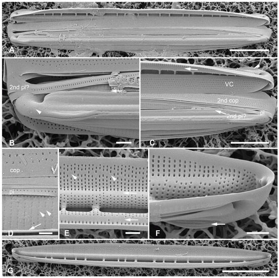 The Search for Species Flocks in Marine Benthic Homoeocladia spp ...