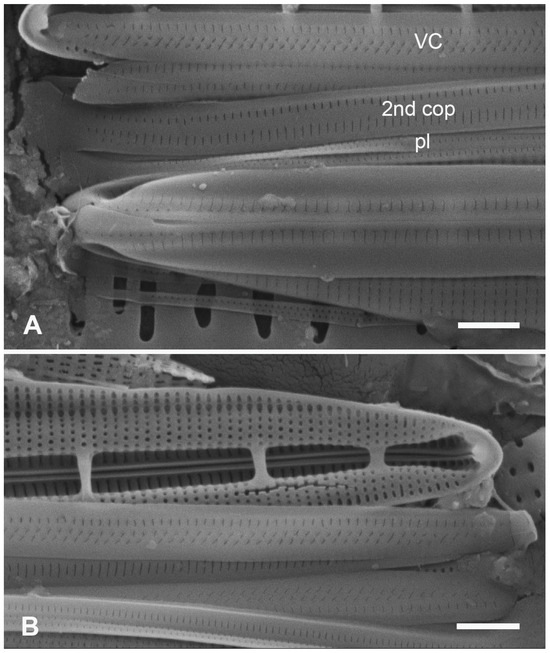 The Search for Species Flocks in Marine Benthic Homoeocladia spp ...