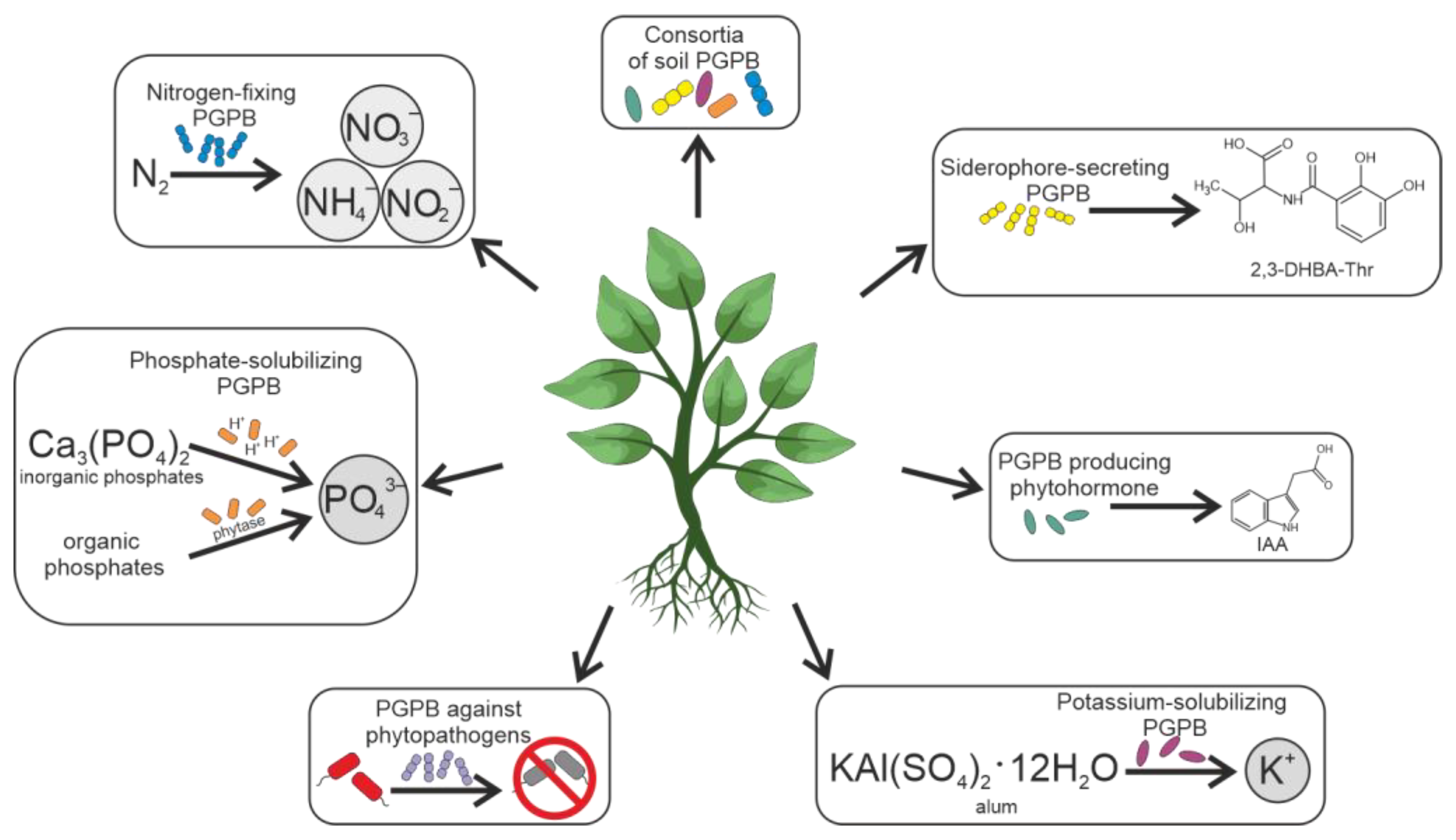 Plants | Free Full-Text | Plant Growth-Promoting Soil Bacteria: Nitrogen Fixation, Phosphate ...