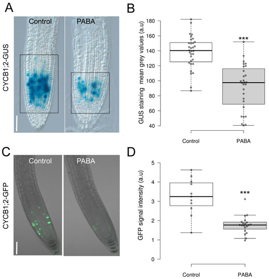 Arabidopsis Root Development Regulation by the Endogenous Folate ...