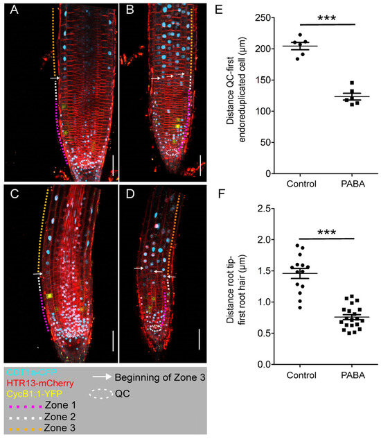 Arabidopsis Root Development Regulation by the Endogenous Folate ...