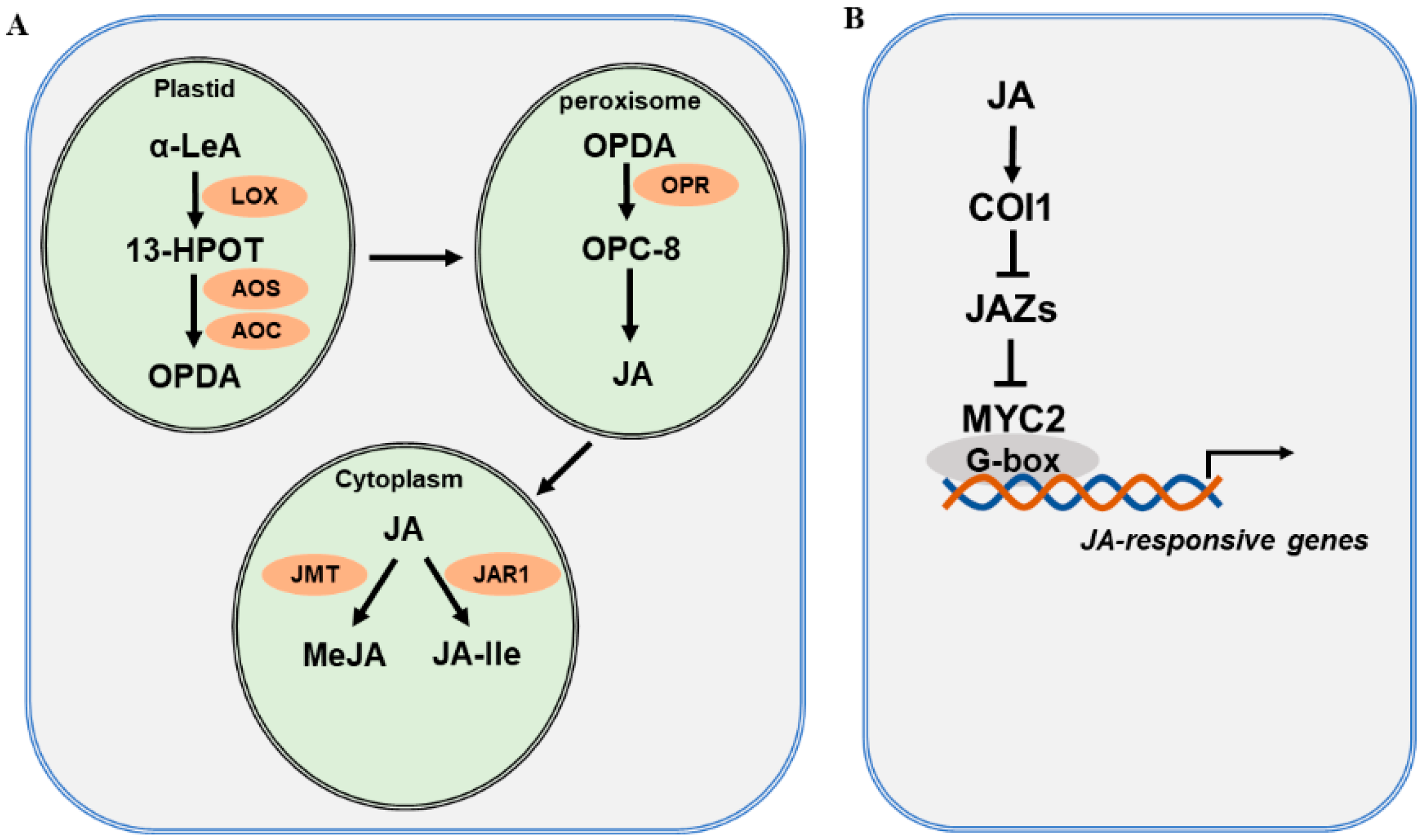Jasmonate: A Hormone of Primary Importance for Temperature Stress ...