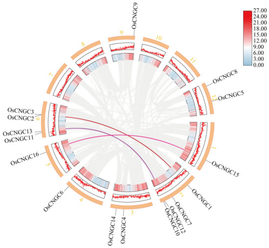 Identification of the CNGC Gene Family in Rice and Mining of Alleles ...