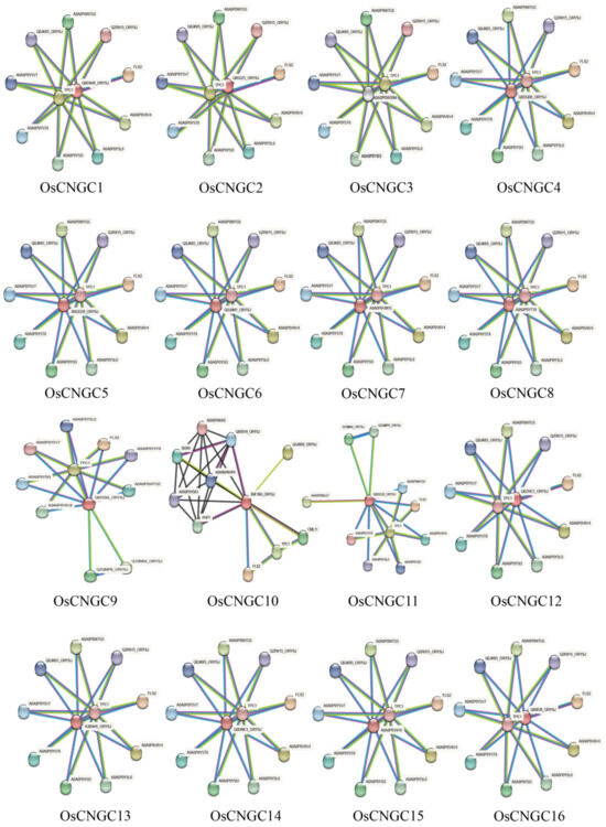 Identification of the CNGC Gene Family in Rice and Mining of Alleles ...