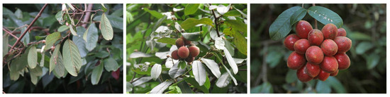 Fissistigma oldhamii (Hemsl.) Merr.: Ethnomedicinal, Phytochemistry ...
