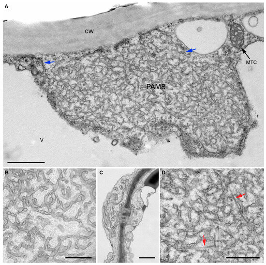 Fine Structure of Plasmodesmata-Associated Membrane Bodies Formed by ...