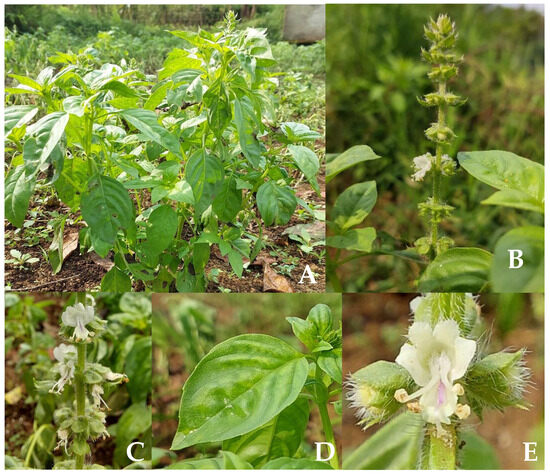 Plants | Free Full-Text | Sweet Basil (Ocimum basilicum L.)―A Review of ...