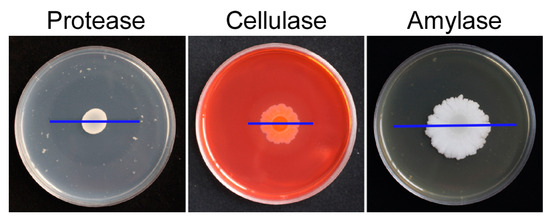 Isolation and Identification of Bacillus subtilis LY-1 and Its ...