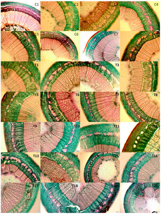 Physiochemical Responses and Ecological Adaptations of Peach to Low ...