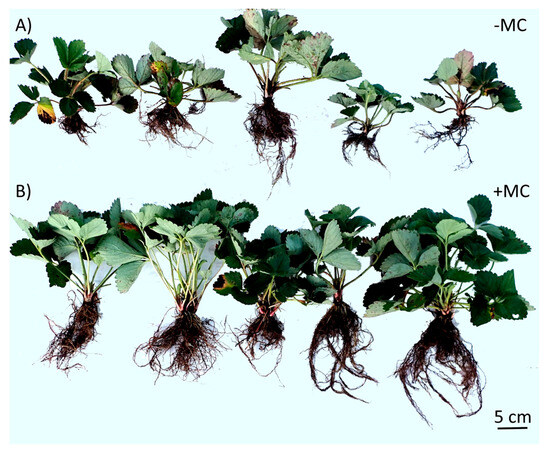 A Biostimulant Based on Silicon Chelates Enhances Growth and Modulates ...