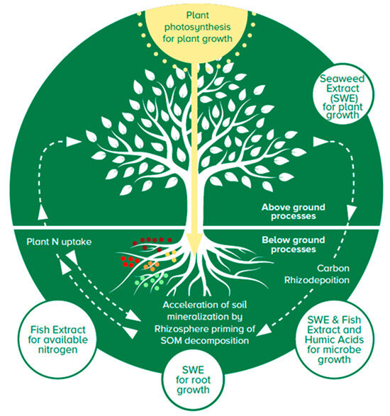 Plants | Free Full-Text | Effect of a Fortified Biostimulant Extract on ...