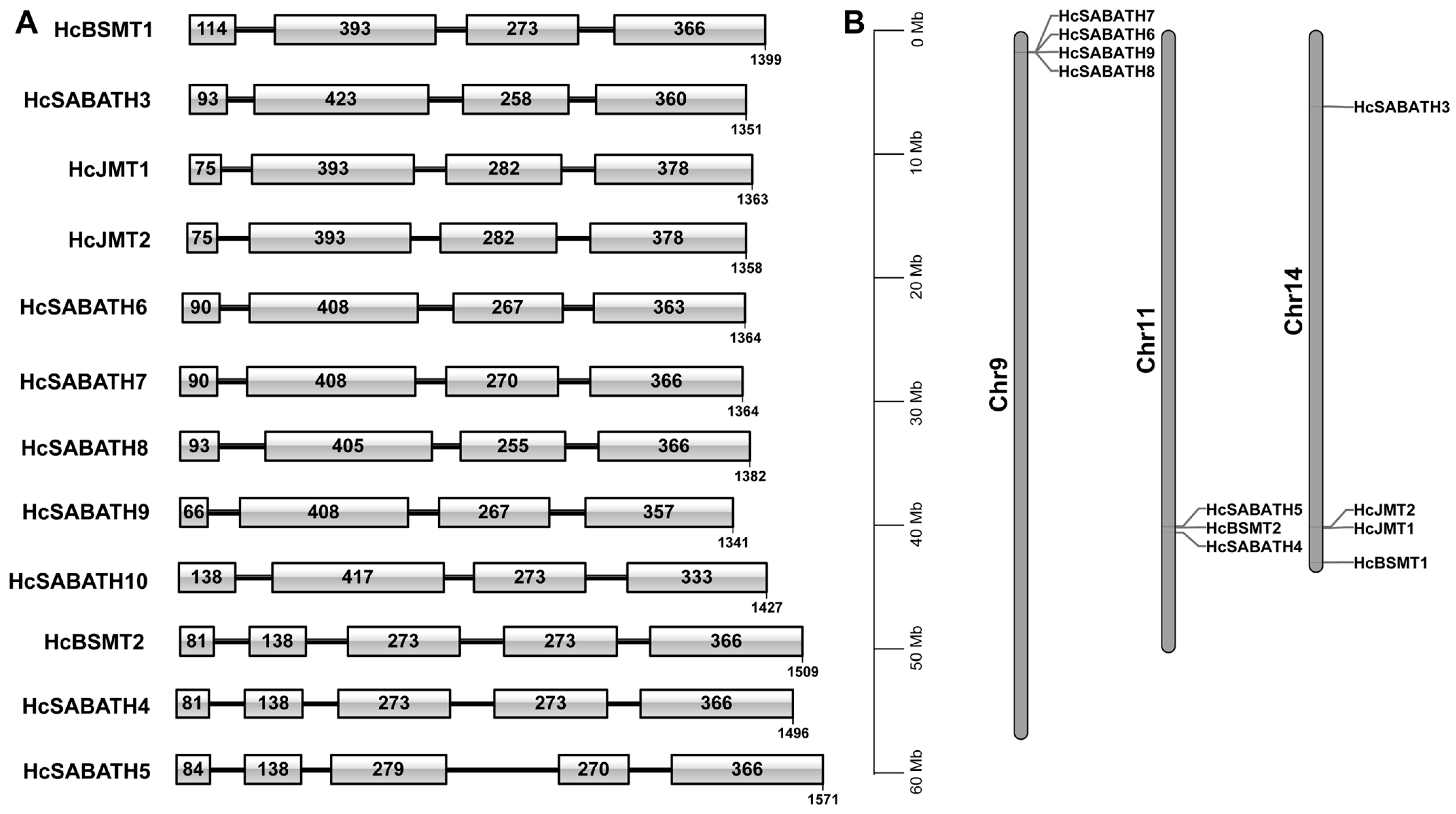 Identification and Characterization of Jasmonic Acid Methyltransferase ...