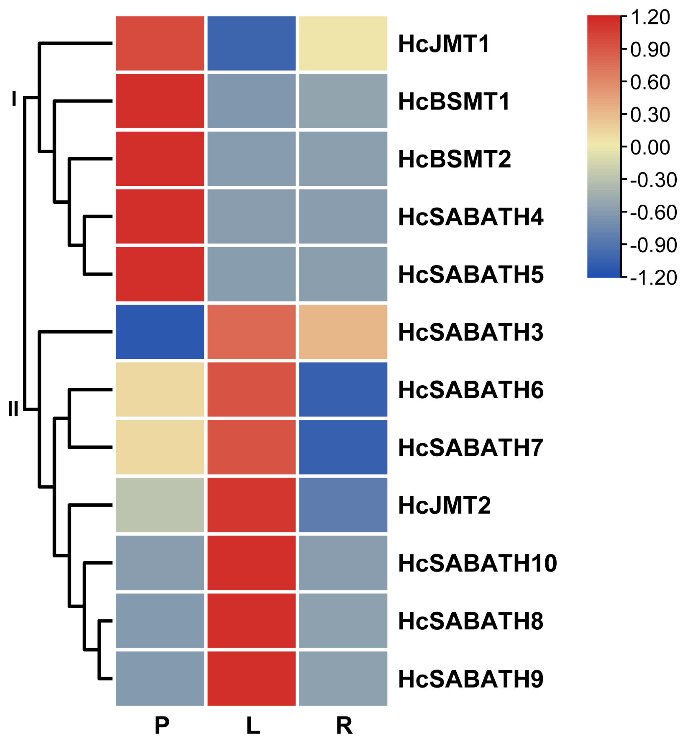 Identification and Characterization of Jasmonic Acid Methyltransferase ...