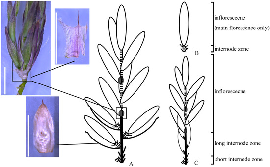 A Novel Elucidation for Synflorescences of Chinese Bamboos