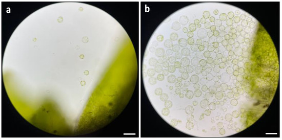 First Report on Mesophyll Protoplast Isolation and Regeneration System ...