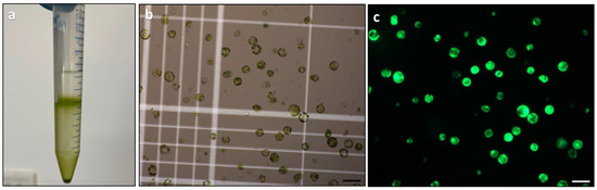 First Report on Mesophyll Protoplast Isolation and Regeneration System ...