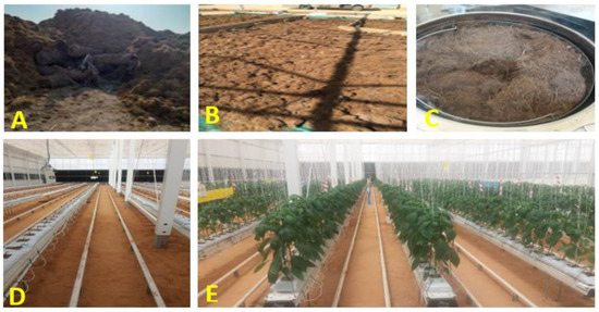 Using Date Palm Waste as an Alternative for Rockwool: Sweet Pepper ...