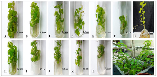 Unveiling the Dual Nature of Heavy Metals: Stressors and Promoters of ...