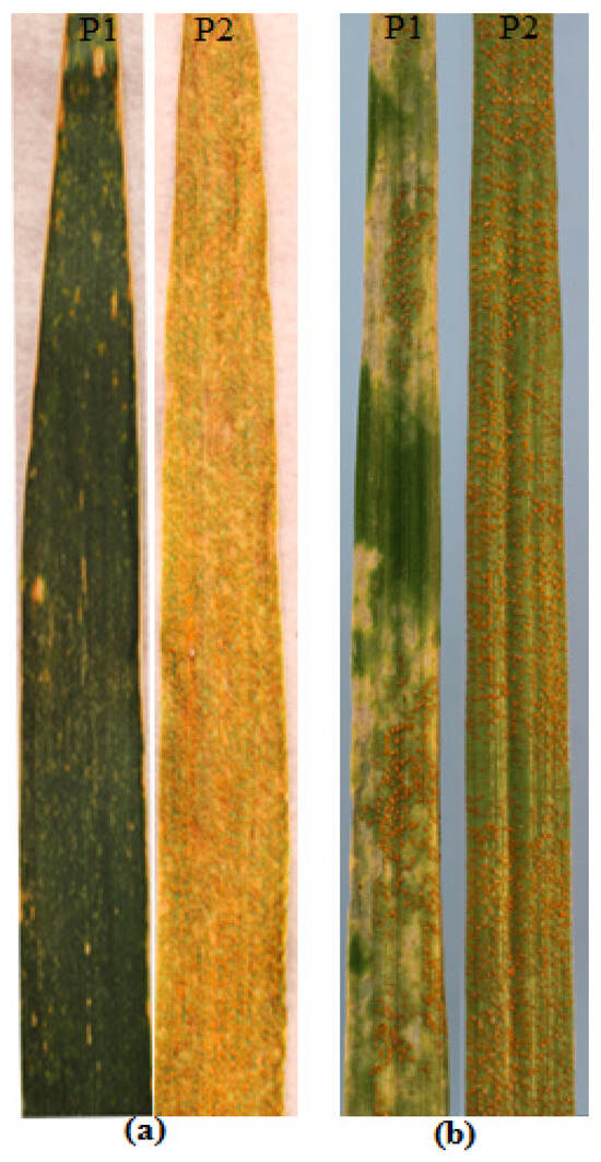 A Combination of Three Genomic Regions Conditions High Level of Adult ...