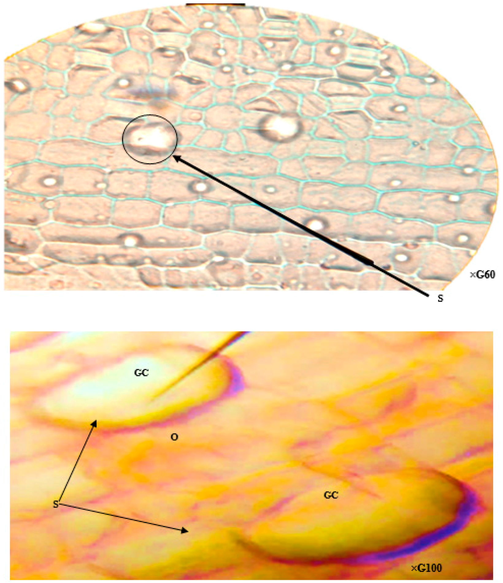 Determination of the Toxic Effects of Heavy Metals on the Morpho ...
