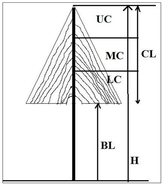 Effect of Crown Layers on Reproductive Effort and Success in ...