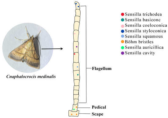 The Plant Volatile-Sensing Mechanism of Insects and Its Utilization