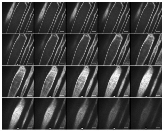 Plants | Free Full-Text | Sucrose and Mannans Affect Arabidopsis Shoot ...