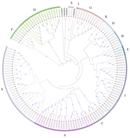 Plants | Free Full-Text | Genome-Wide Identification of bZIP ...