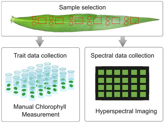 Optimal-Band Analysis for Chlorophyll Quantification in Rice Leaves Using a Custom Hyperspectral ...