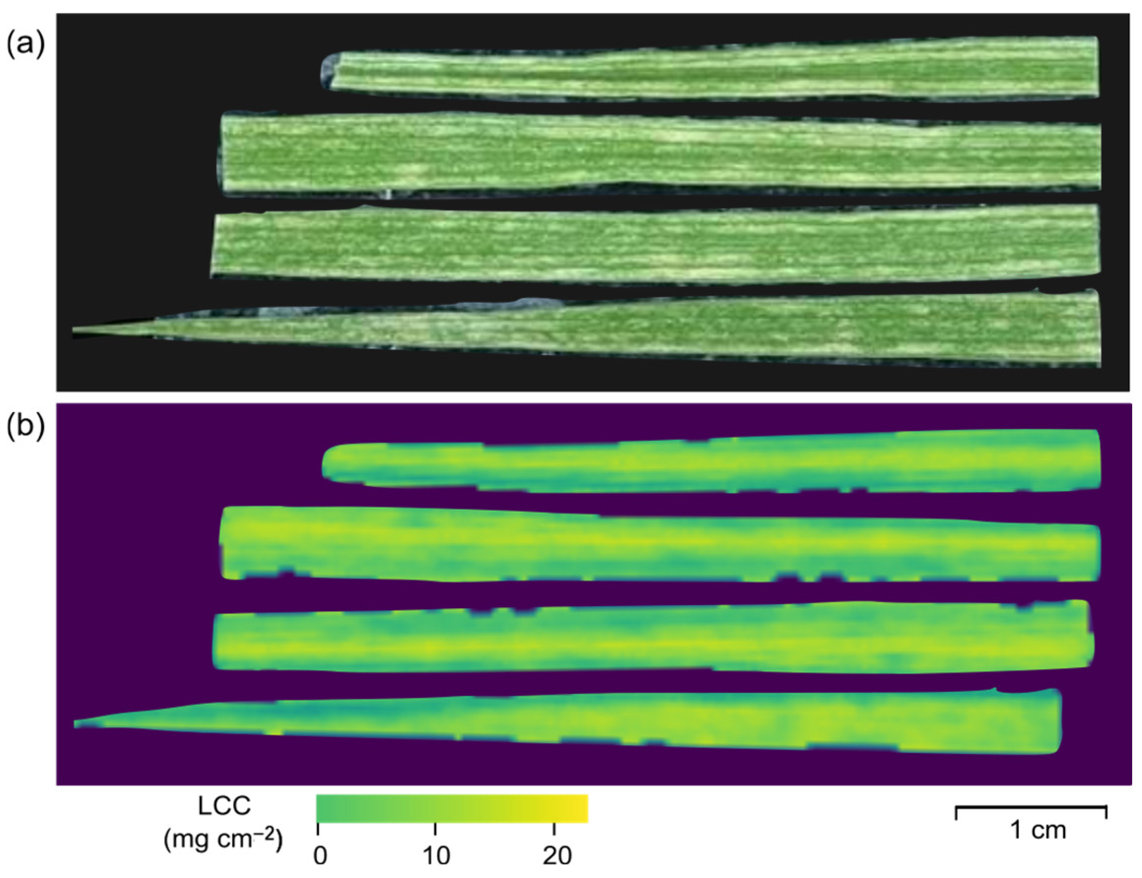 Optimal-Band Analysis for Chlorophyll Quantification in Rice Leaves Using a Custom Hyperspectral ...