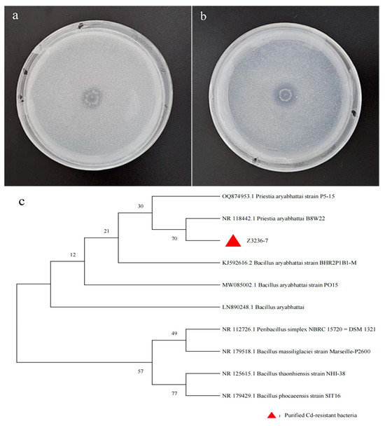 Effects of Priestia aryabhattai on Phosphorus Fraction and Implications ...