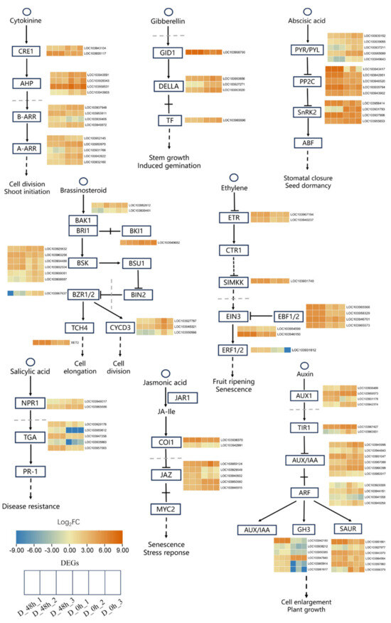 Transcriptome Analysis Reveals Key Genes Involved in the Response of ...