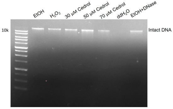 Antifungal Activity of Cedrol from Cunninghamia lanceolate var ...