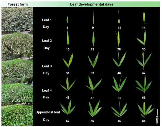 Anatomical Mechanisms of Leaf Blade Morphogenesis in Sasaella ...