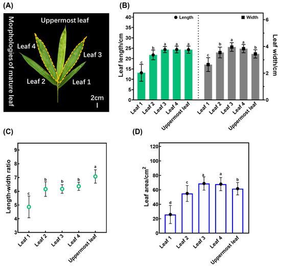 Anatomical Mechanisms of Leaf Blade Morphogenesis in Sasaella ...