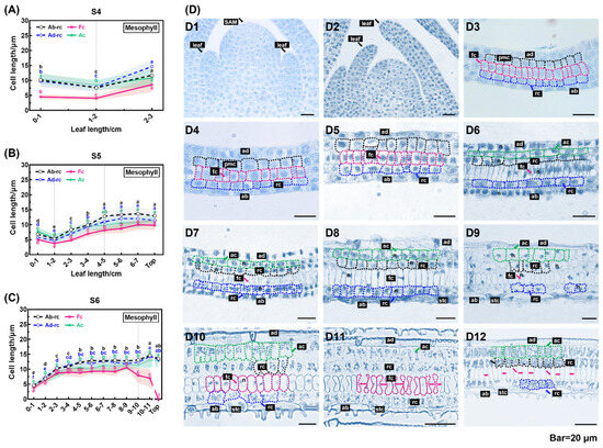 Anatomical Mechanisms of Leaf Blade Morphogenesis in Sasaella ...
