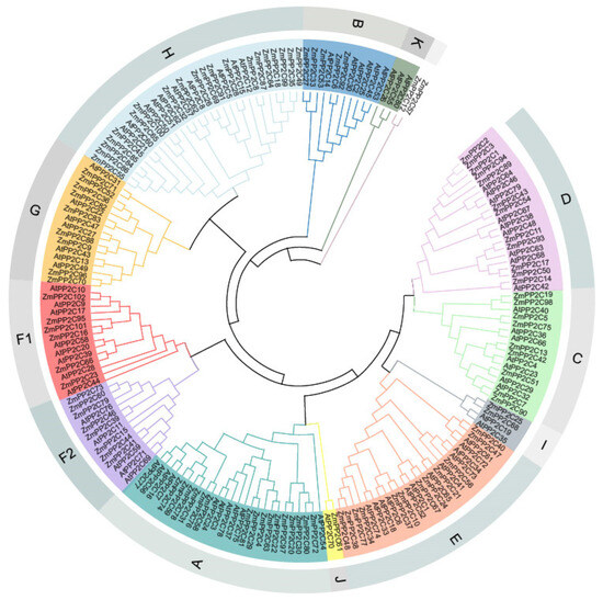 Identification of the Maize PP2C Gene Family and Functional Studies on ...