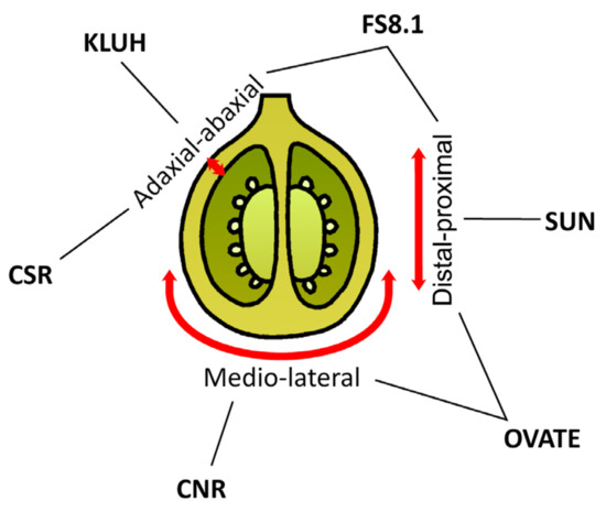 New Advances in the Study of Regulation of Tomato Flowering-Related ...