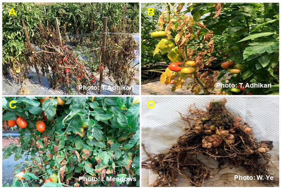 Microbiome-Mediated Strategies to Manage Major Soil-Borne Diseases of ...