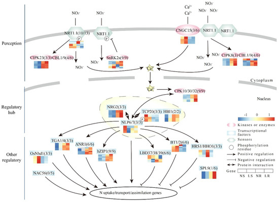 Transcriptome Profiling Reveals the Gene Network Responding to Low Nitrogen Stress in Wheat