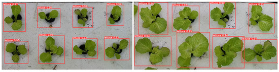 Identifying the Growth Status of Hydroponic Lettuce Based on YOLO ...
