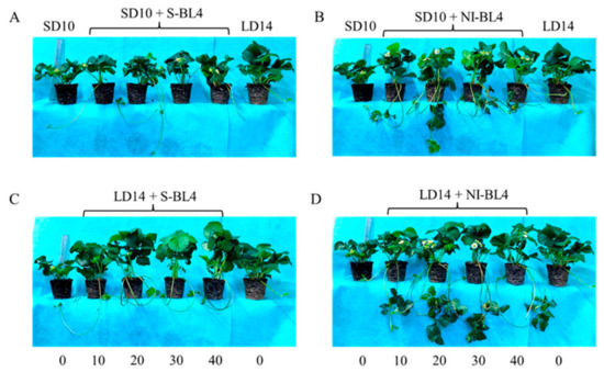 Flowering and Runnering of Seasonal Strawberry under Different ...