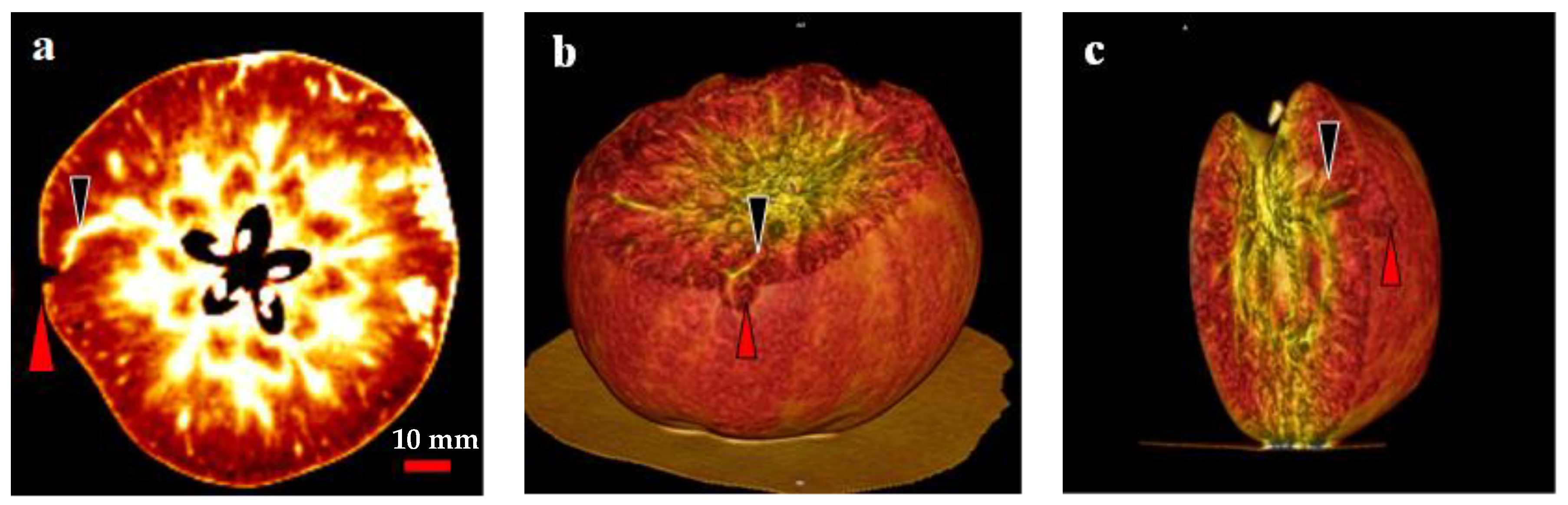 Unraveling the Mechanism of Cork Spot-like Physiological Disorders in ‘Kurenainoyume’ Apples ...