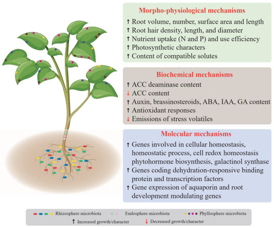 Role of Microbes in Alleviating Crop Drought Stress: A Review